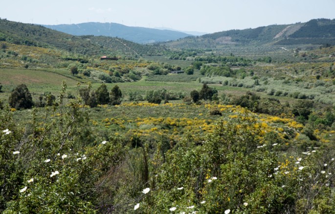 Meimão – o milagre da natureza – Who Trips